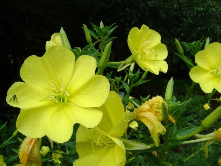 ONAGRA: significado, beneficios, contraindicaciones y mucho más