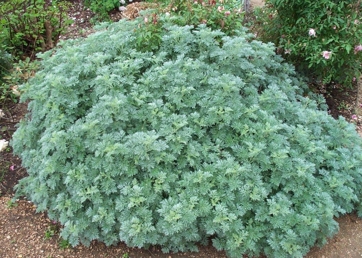 AJENJO: ¿Qué es? Origen, taxonomía, beneficios y mucho más