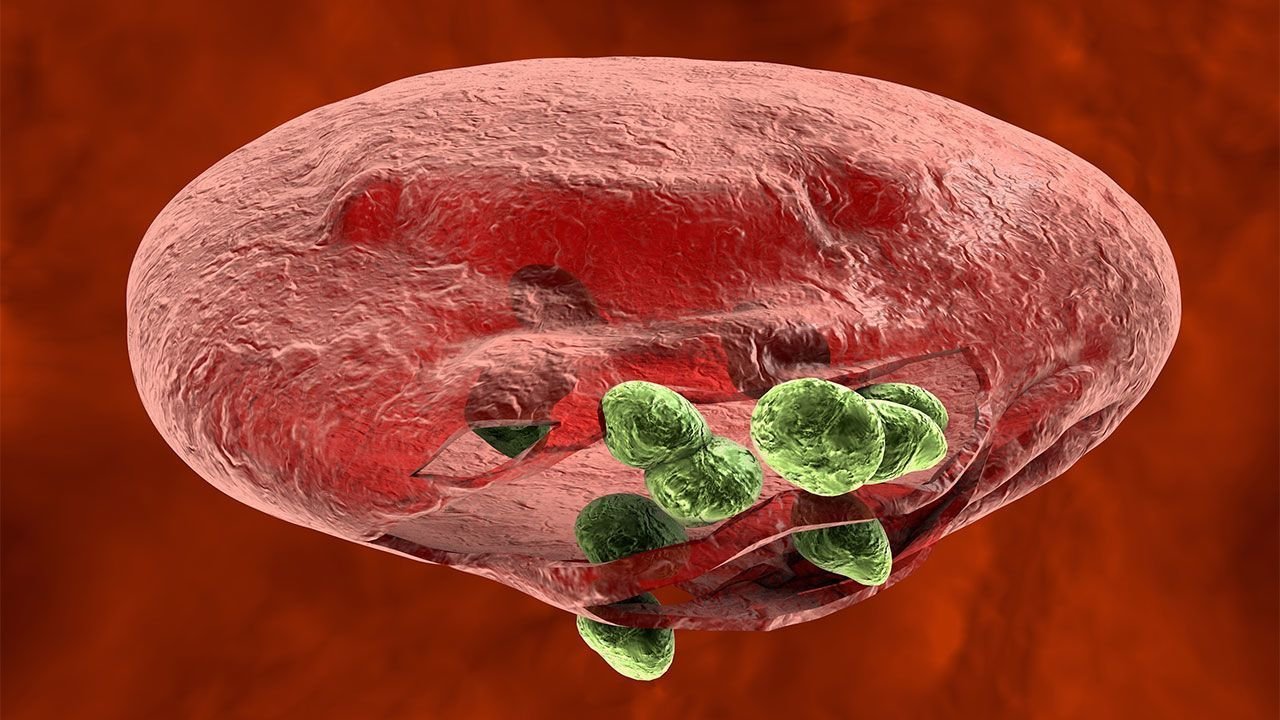 AJENJO: ¿Qué es? Origen, taxonomía, beneficios y mucho más